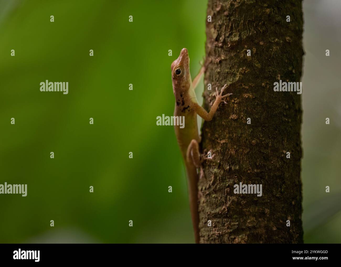 Lizard climbing in a tree hi-res stock photography and images - Alamy