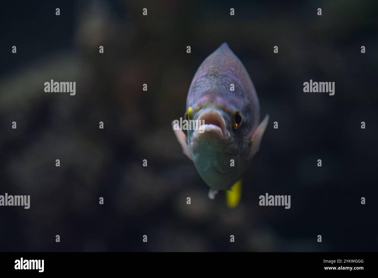 Kleurrijke vis hi-res stock photography and images - Alamy