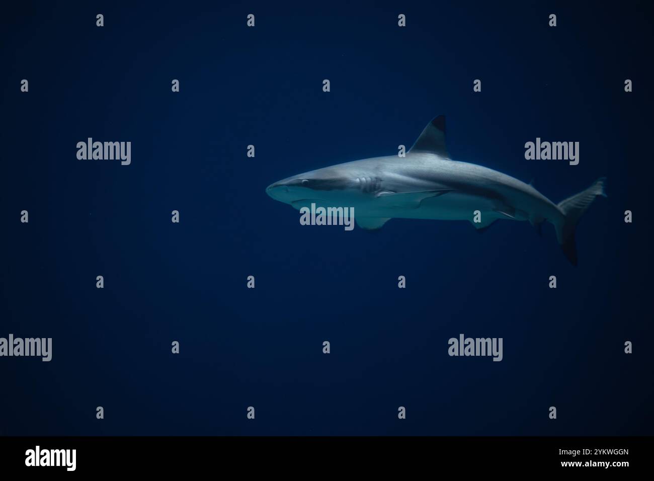 Haai foto hi-res stock photography and images - Alamy