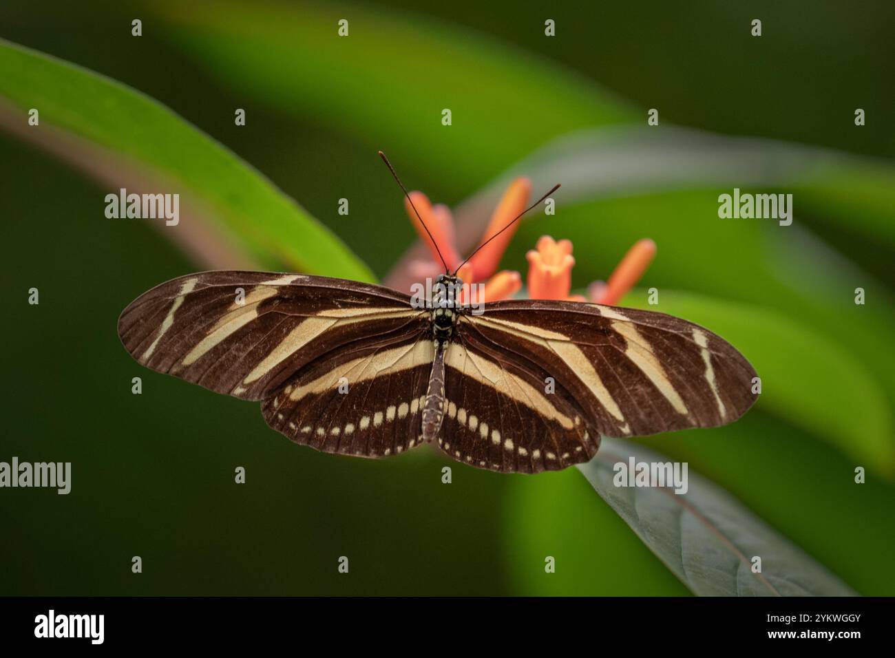 Photo of a butterfly hi-res stock photography and images - Alamy