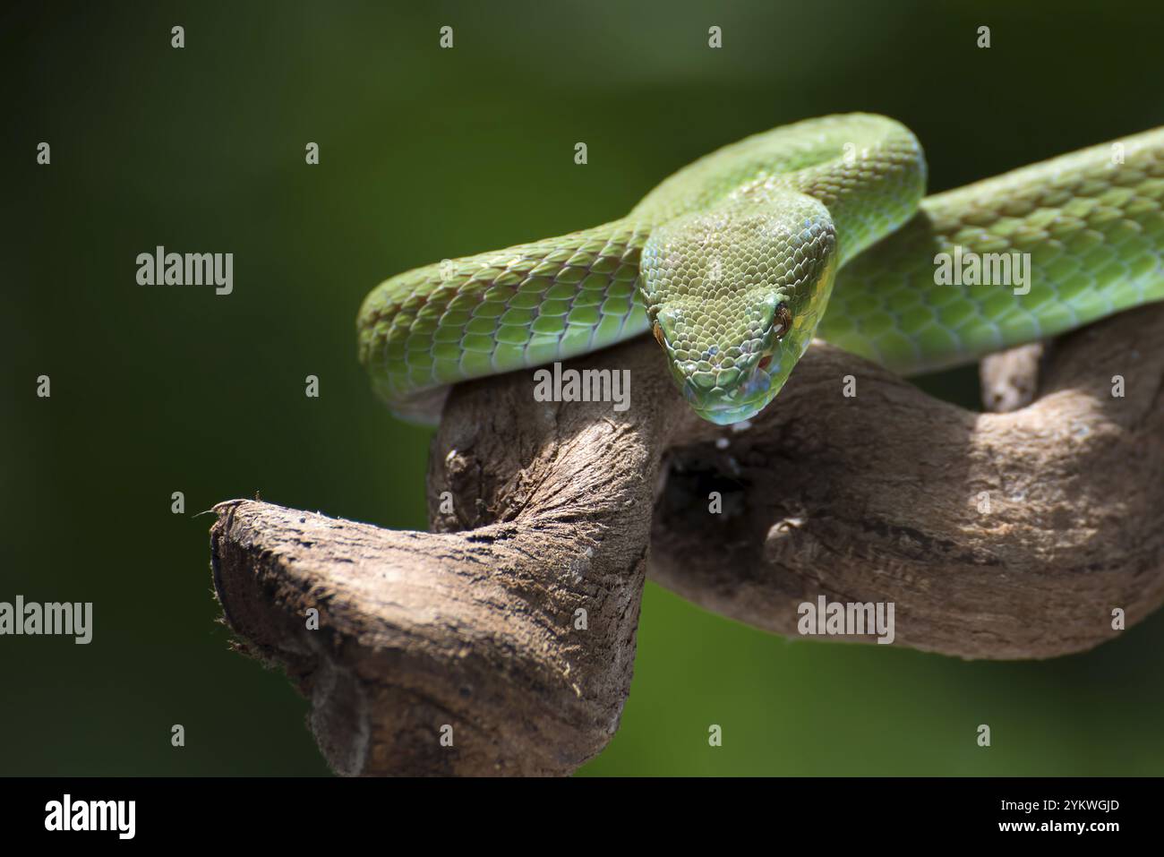 White-lipped island pit viper (Trimesurus insularis) on the tree branch ...