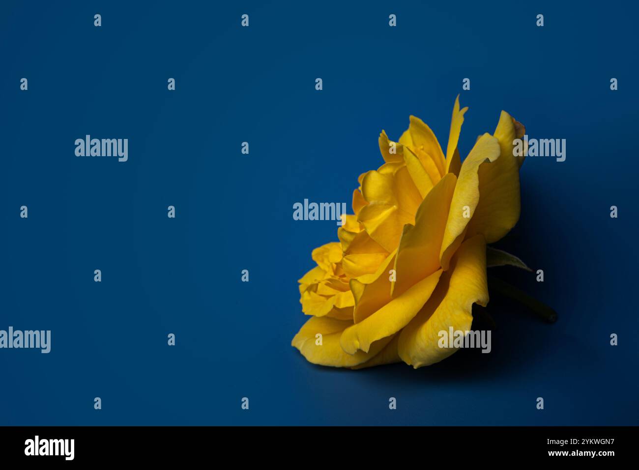 Studio photograph of a flower hi-res stock photography and images - Alamy