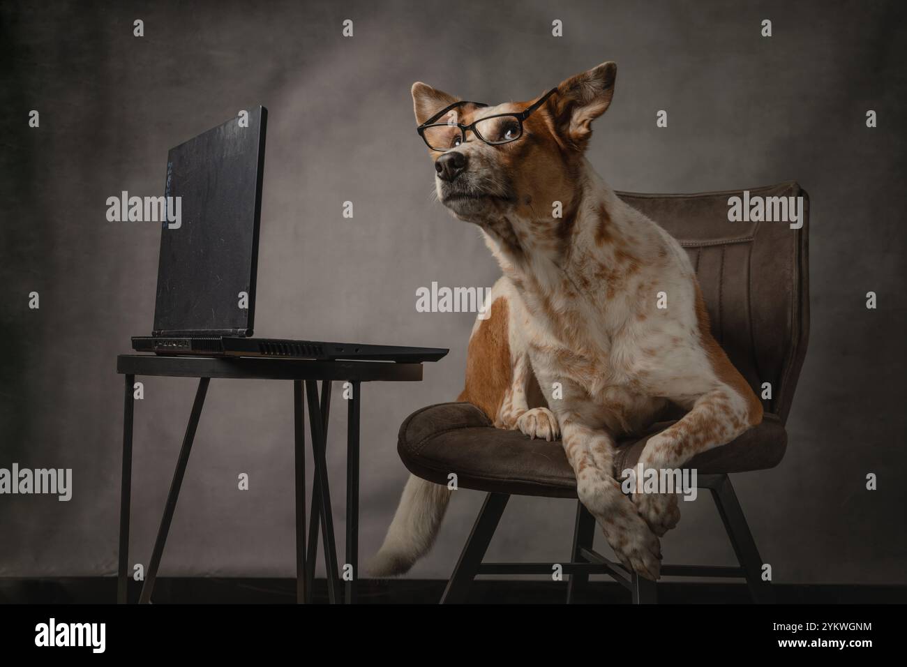 Professor dog hi-res stock photography and images - Alamy