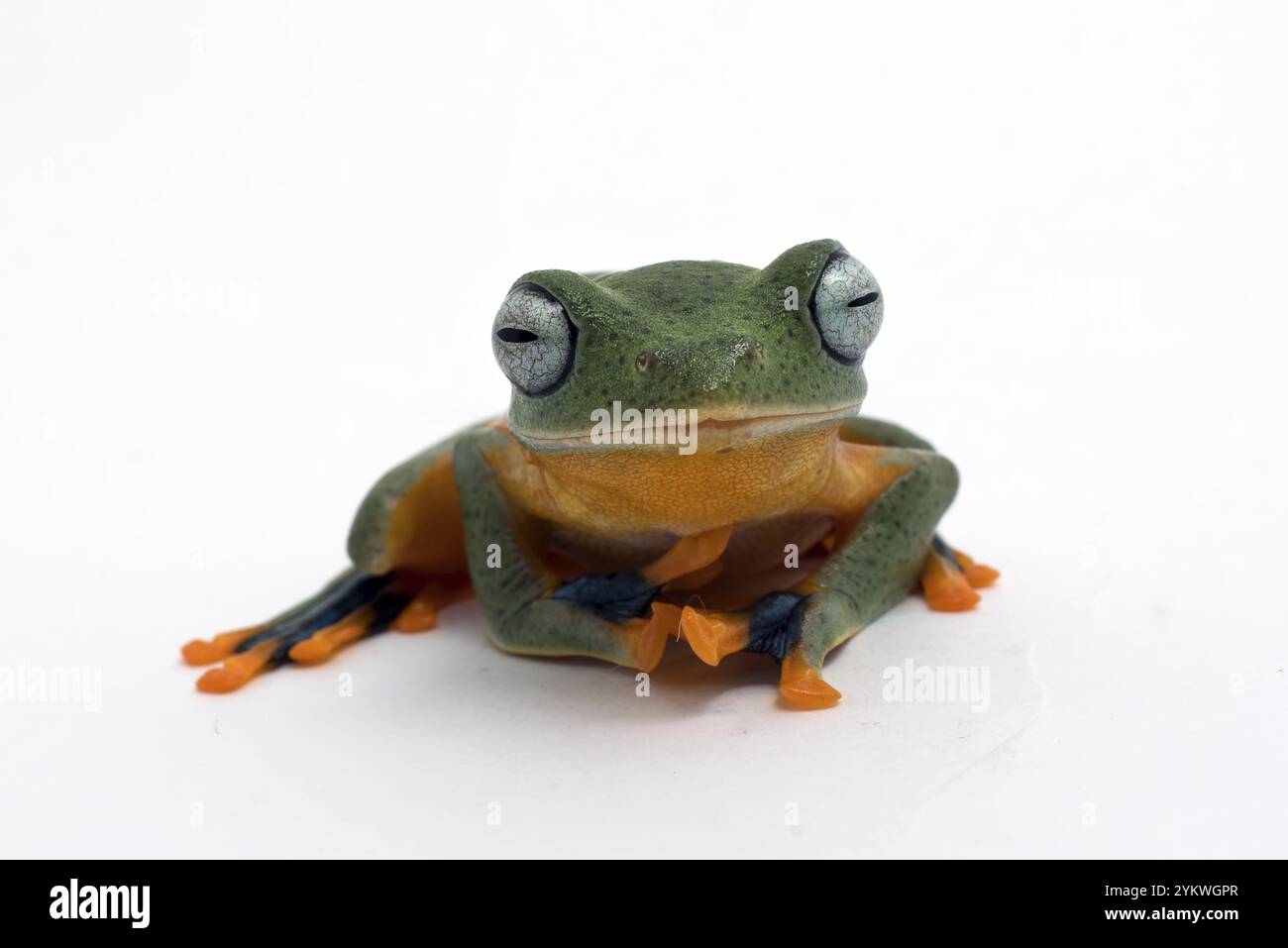 Green flying frog isolated in white background Stock Photo - Alamy