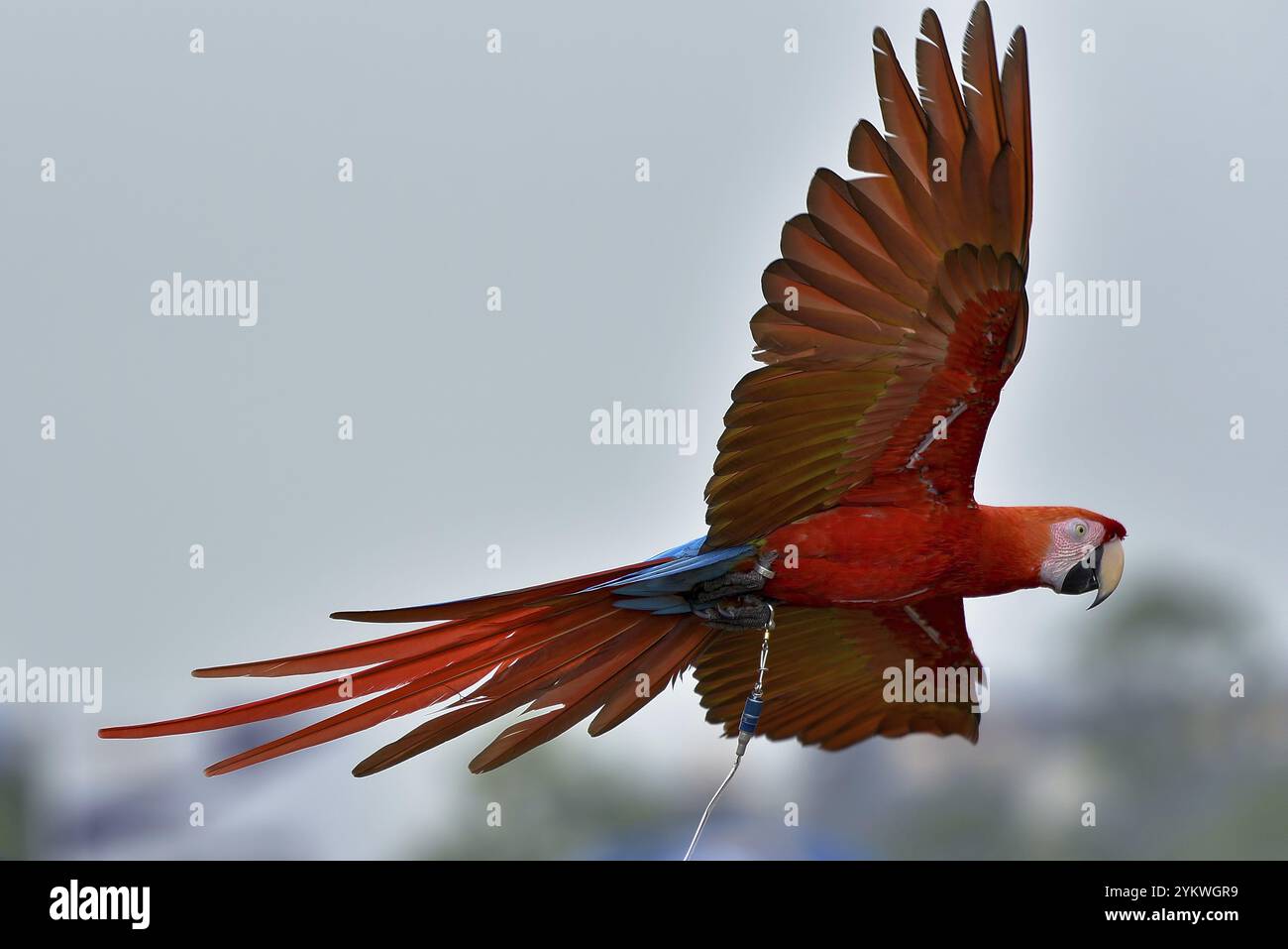 Flying parakeets in sky hi-res stock photography and images - Alamy