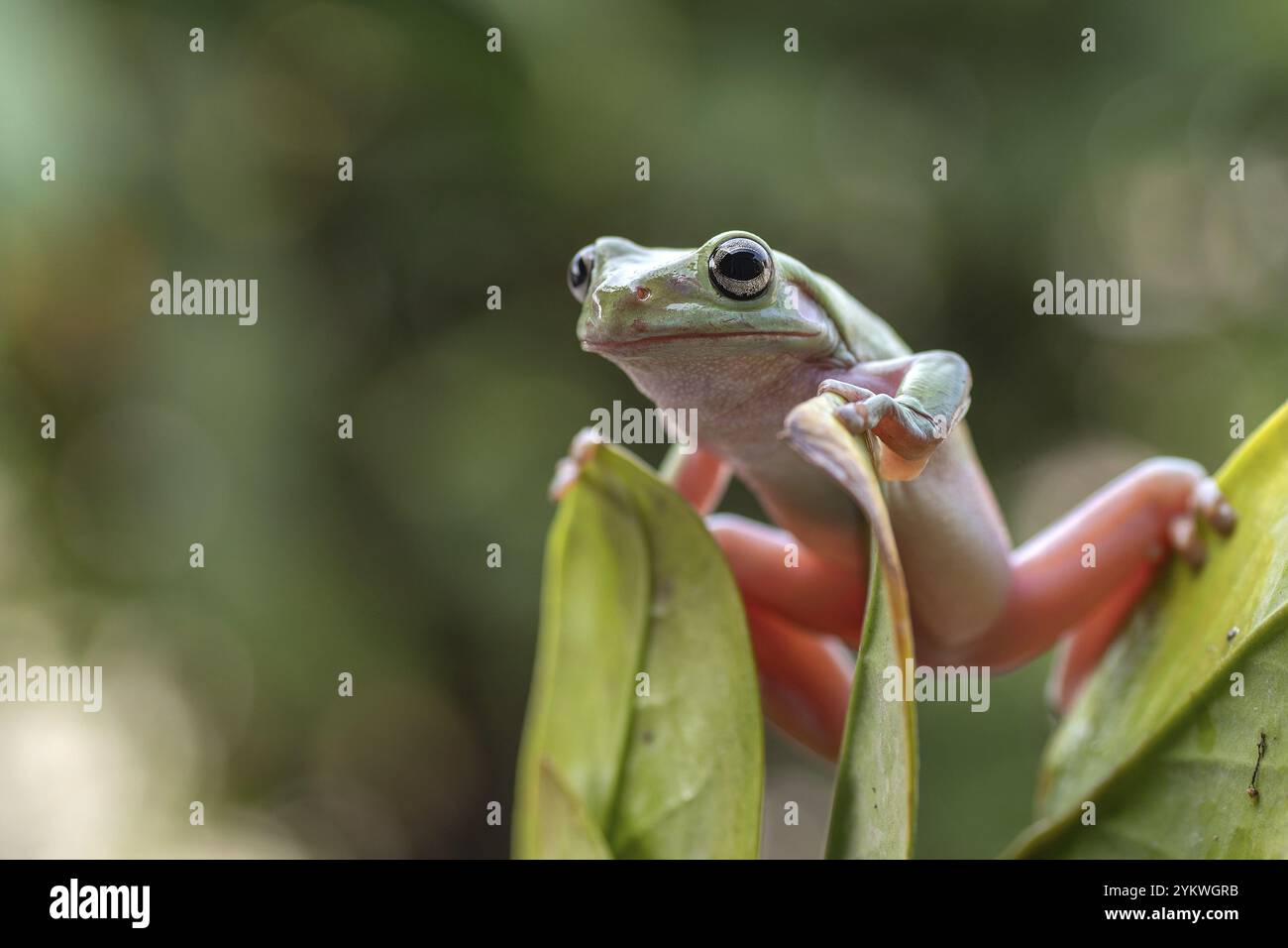 White-lipped tree frog Stock Photo - Alamy