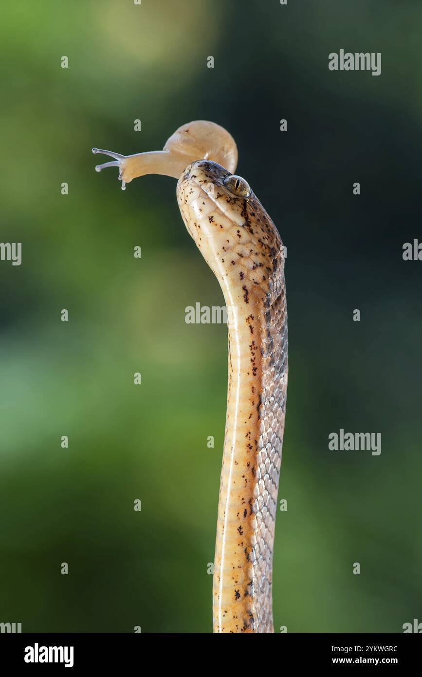 Mollusk prey hi-res stock photography and images - Alamy