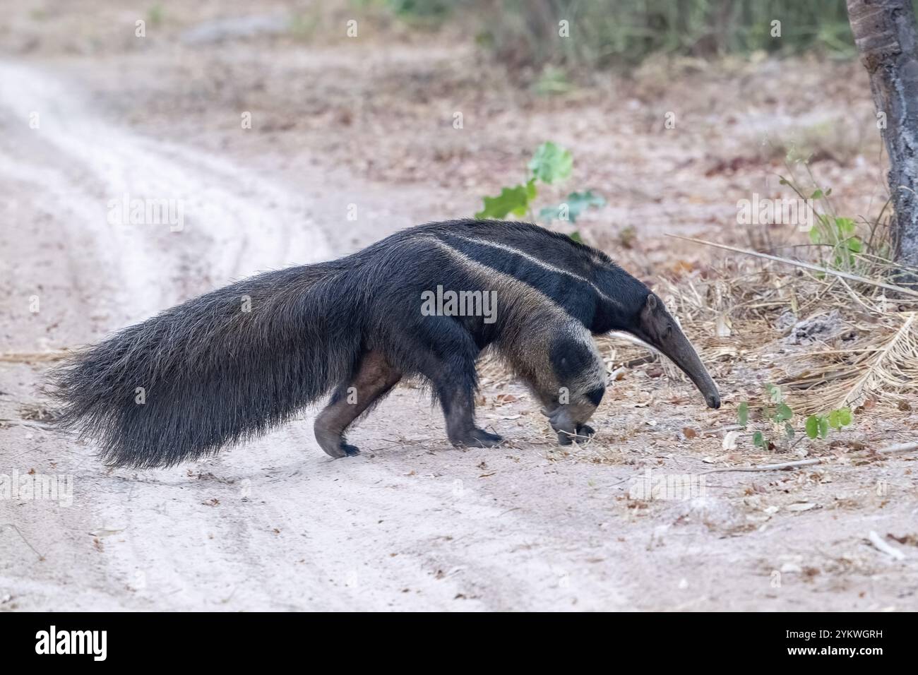 Giant anteater (Myrmecophaga tridactyla), at dusk, in front of sunrise ...