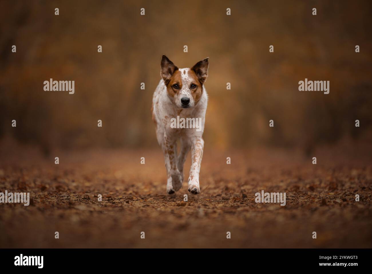Australian shepherd dog in forest hi-res stock photography and images ...