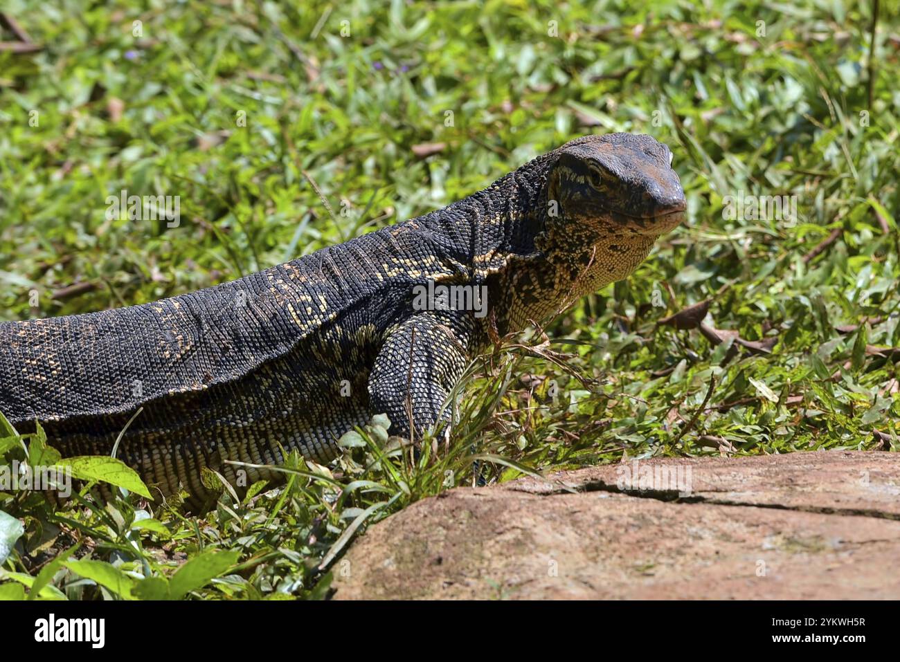 Big monitor lizard walking on a grass Stock Photo - Alamy