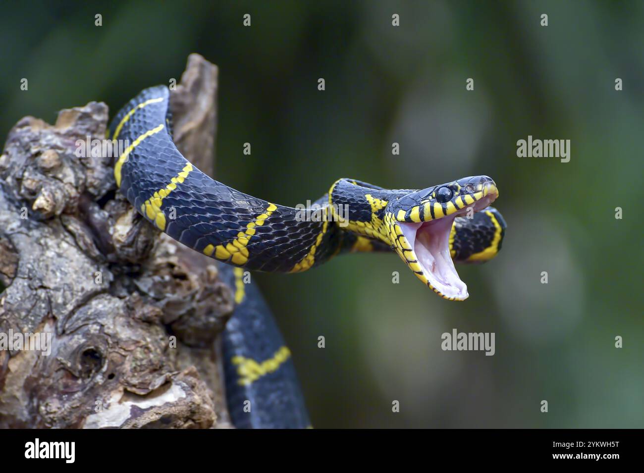 The gold-ringed cat snake in attacking position Stock Photo - Alamy