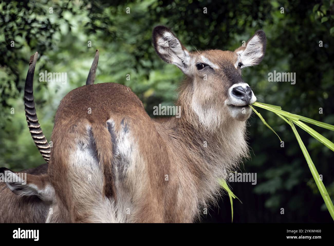 Young female deer eating grass hi-res stock photography and images - Alamy