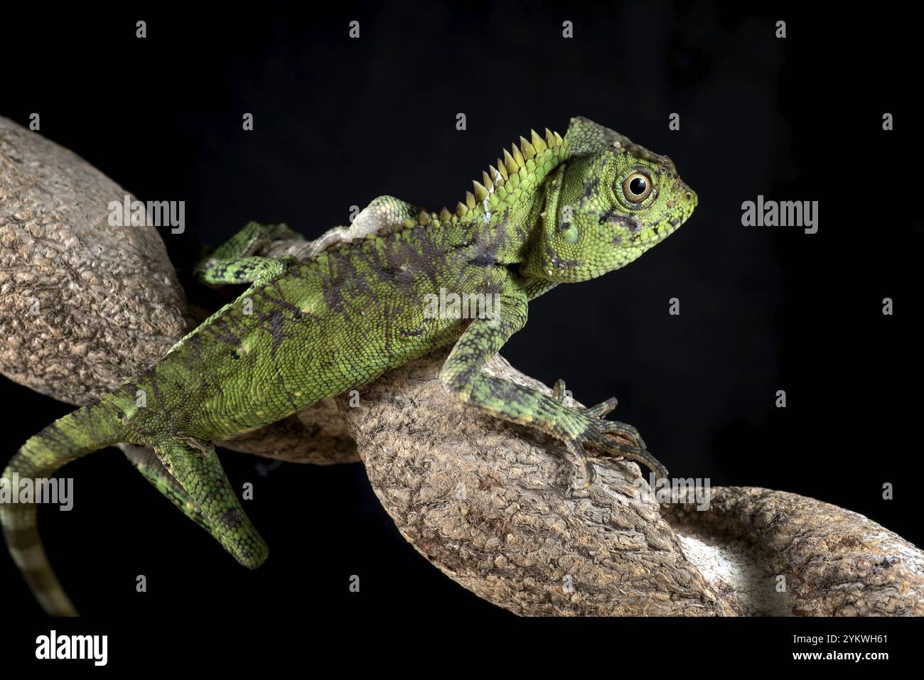 Sumatran forest dragon in black background Stock Photo - Alamy