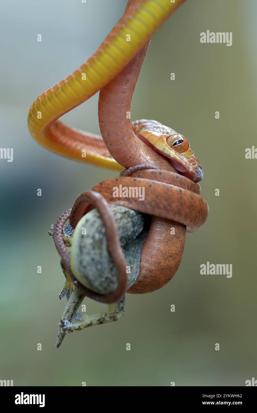 Snake eating lizard biting snake hi-res stock photography and images ...