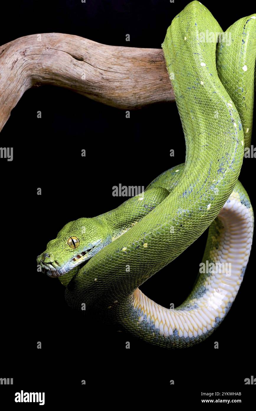 Green tree phyton in black background Stock Photo - Alamy