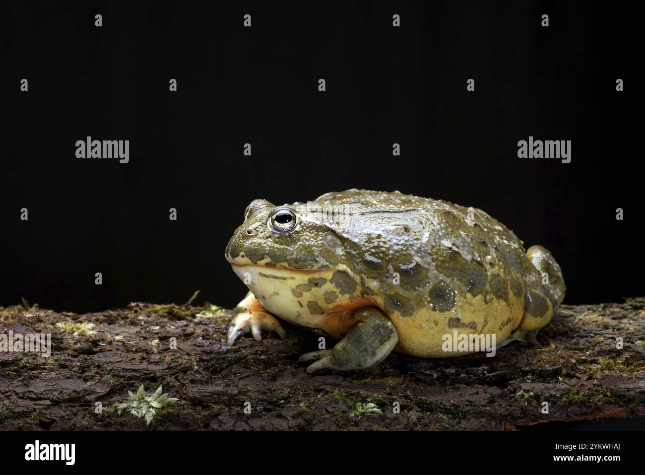 African bullfrog on a black background Stock Photo - Alamy