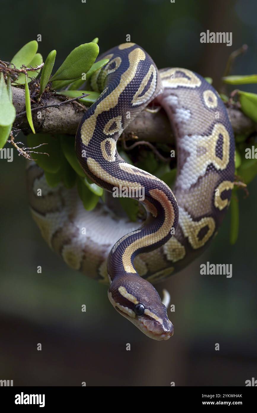 Ball python on a tree Stock Photo - Alamy