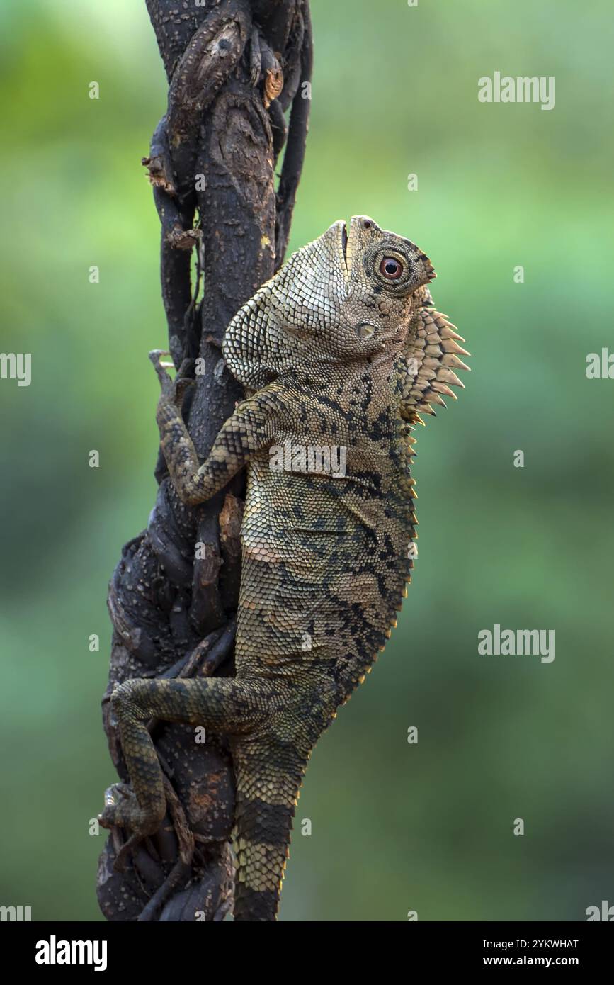 Dragon tree habitat hi-res stock photography and images - Alamy
