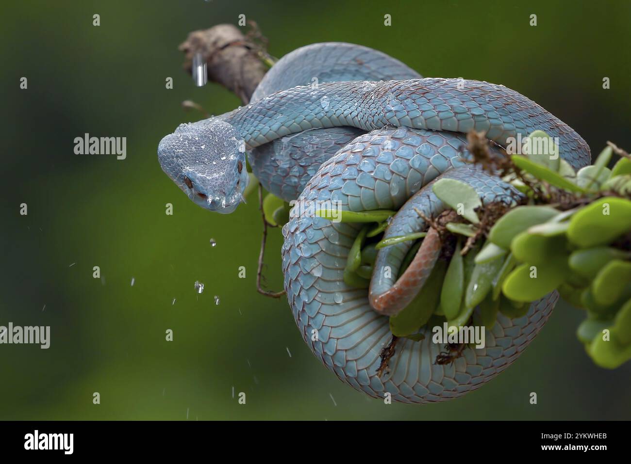Poisonous snakes islands hi-res stock photography and images - Alamy