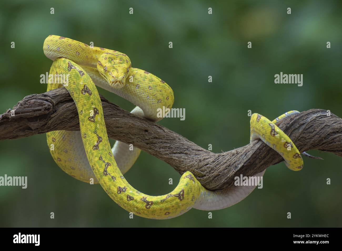 Trees and serpents hi-res stock photography and images - Alamy