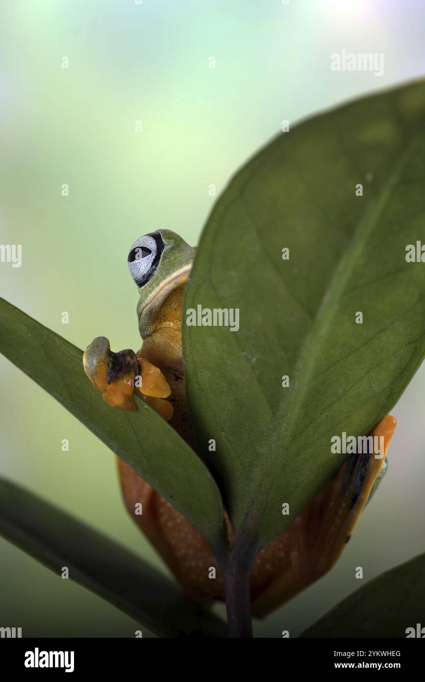 Green tree frog sitting on leaf Stock Photo - Alamy