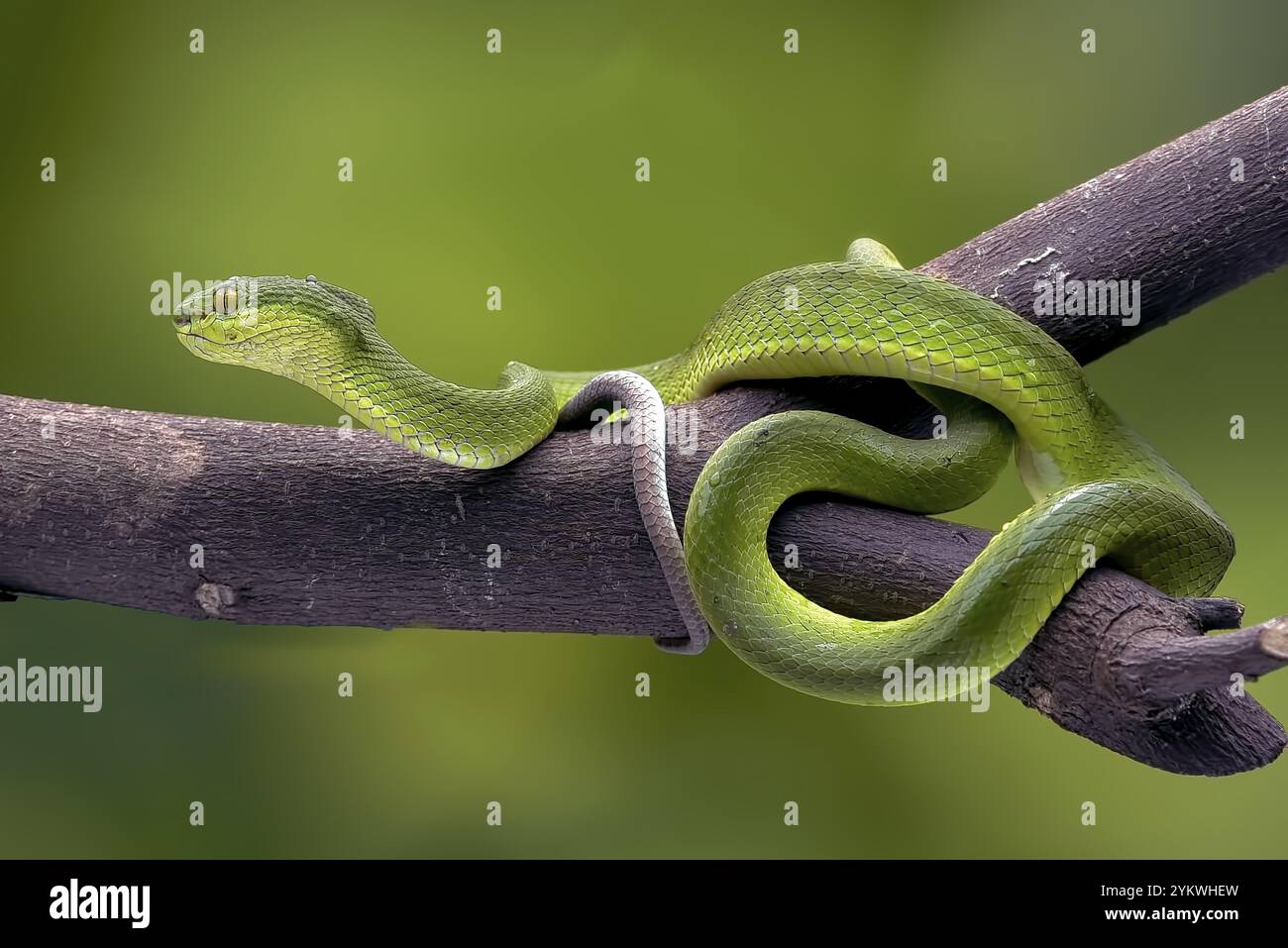 Lesser Sunda pit viper (Trimeresurus insularis) coiled on a tree branch ...