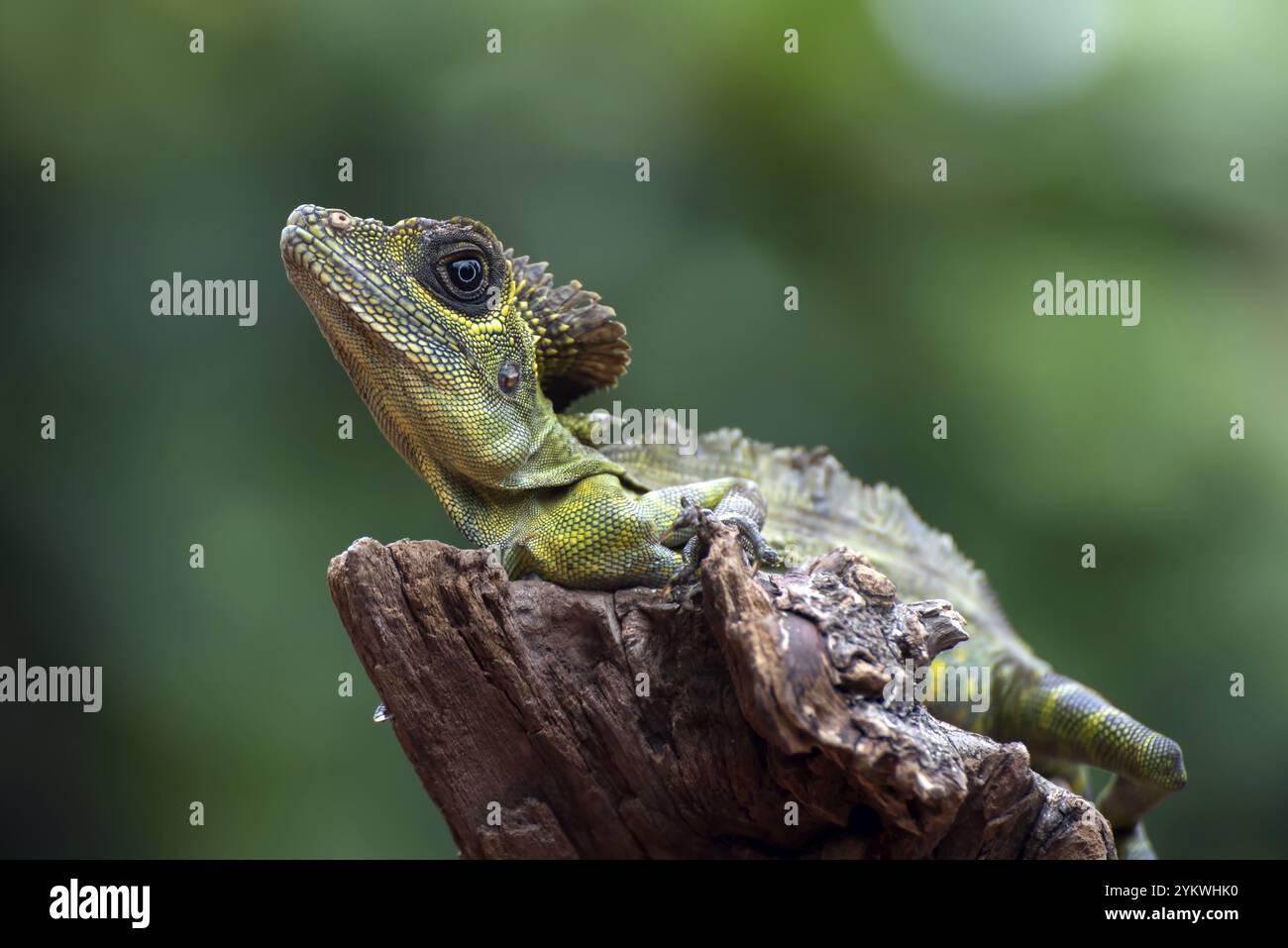 Angle head lizard (Gonocephalus bornensis) on tree trunk Stock Photo ...