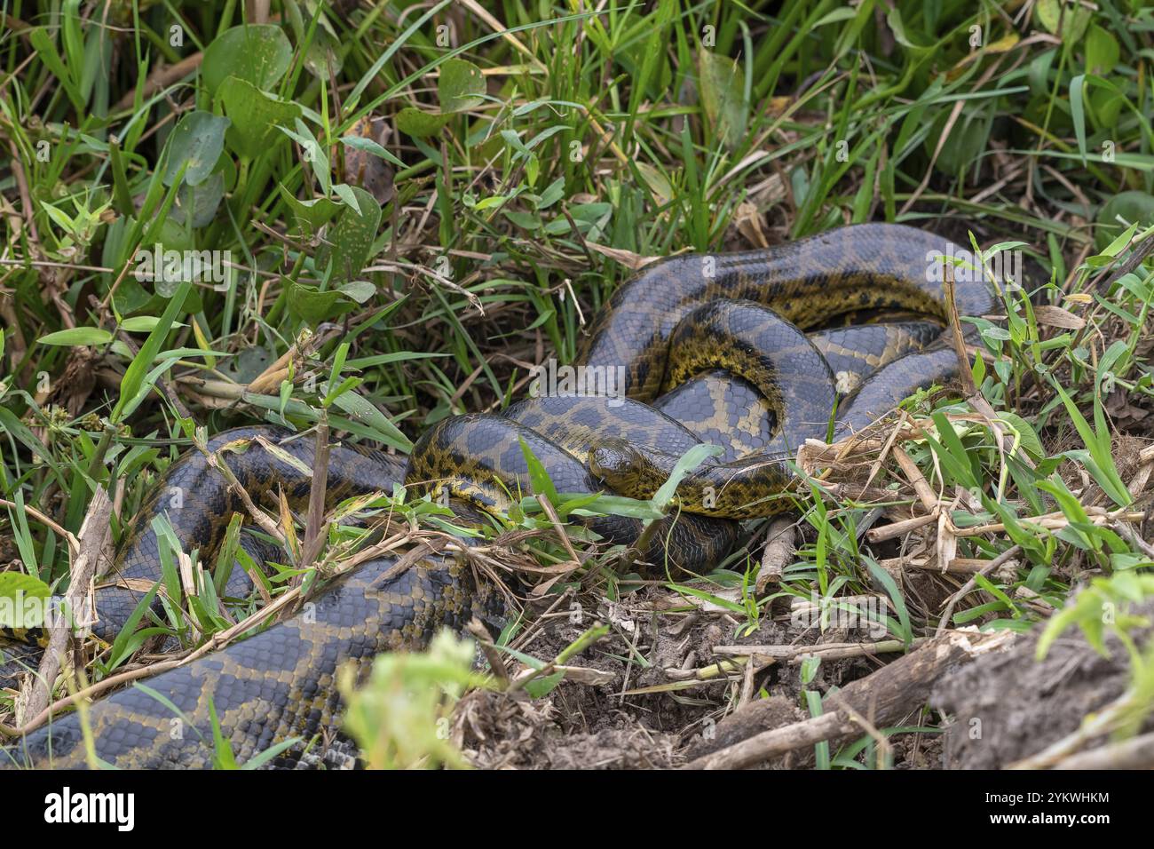 Yellow anaconda (Eunectes notaeus), also known as Paraguay anaconda or ...