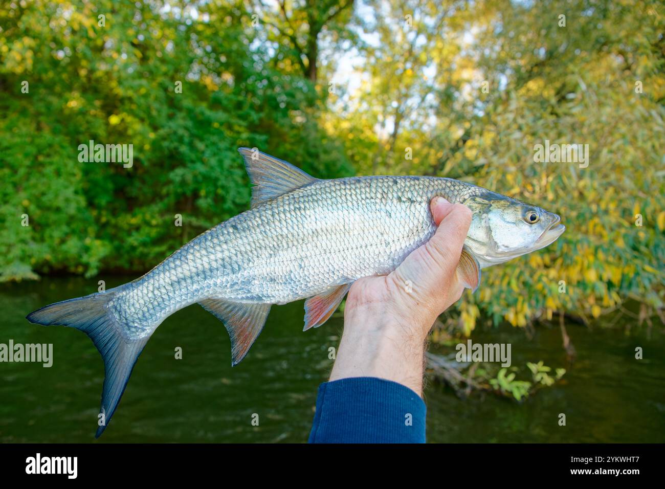 Asp (fish) hi-res stock photography and images - Alamy