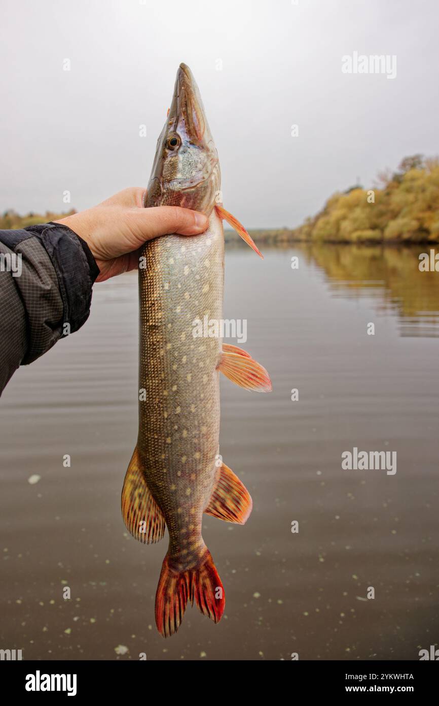 Northern pike in fisherman's hand Stock Photo - Alamy