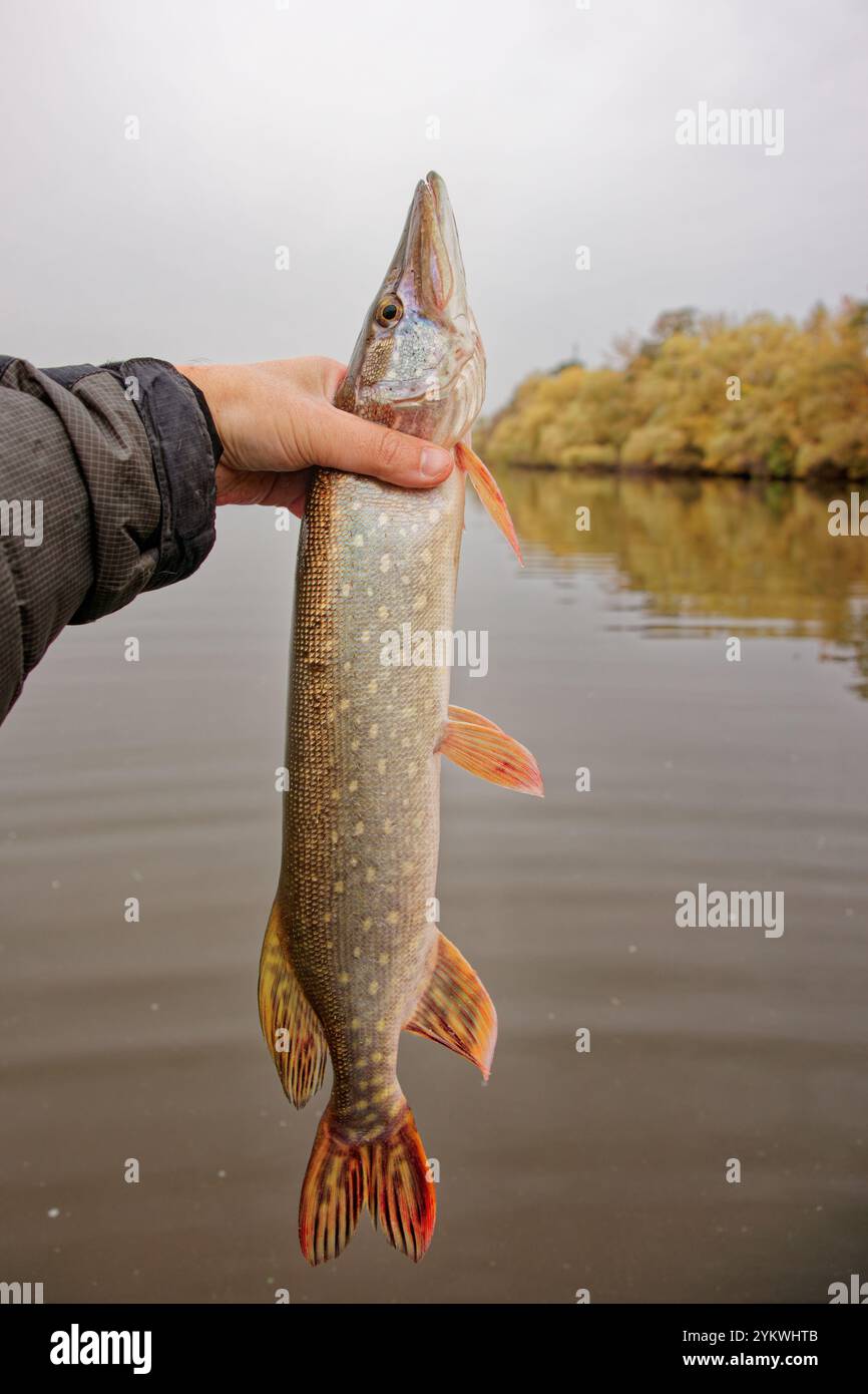 Northern pike in fisherman's hand Stock Photo - Alamy