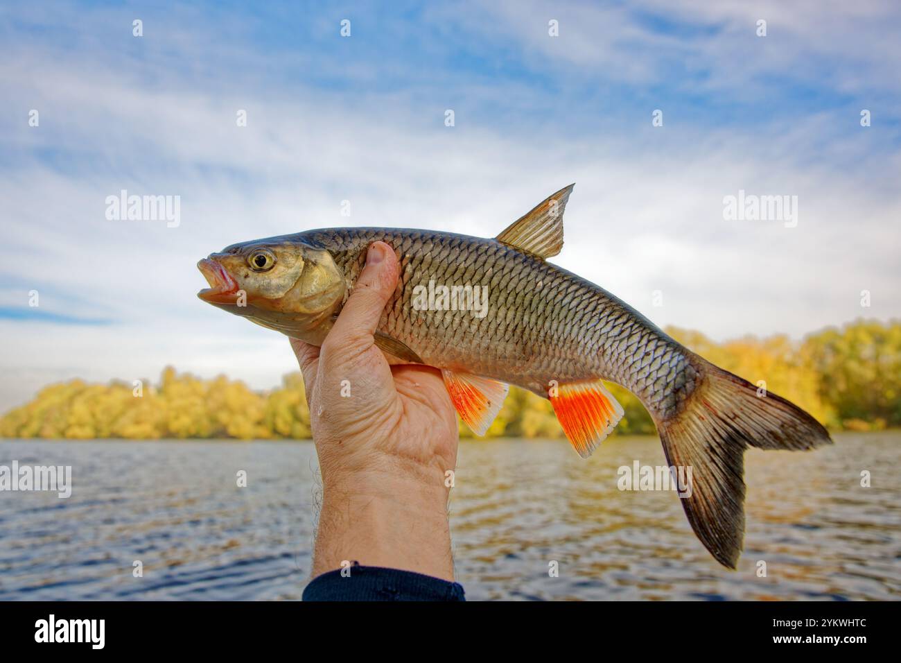 Chub in fisherman's hand, fall scenery Stock Photo - Alamy