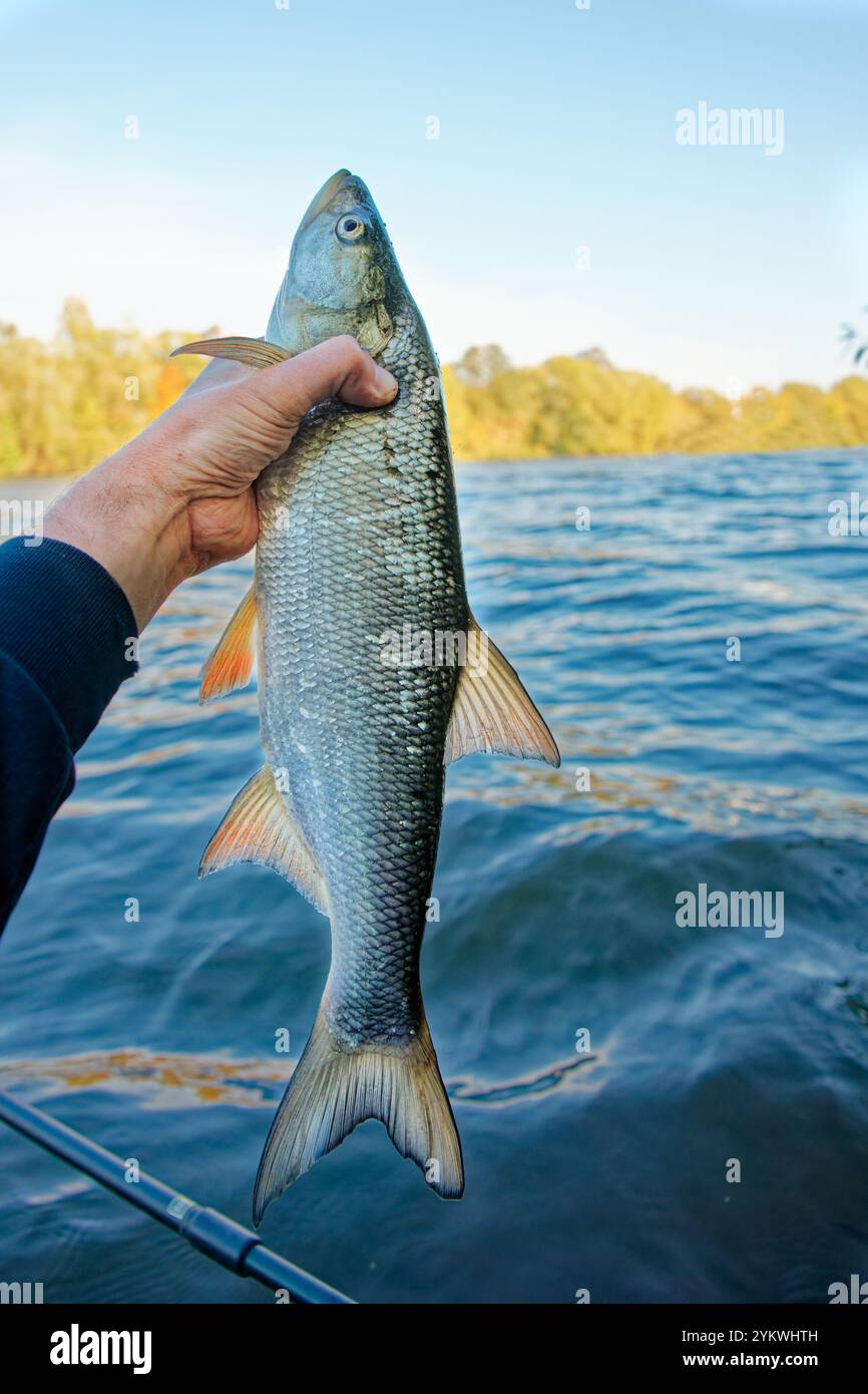 Asp Fish