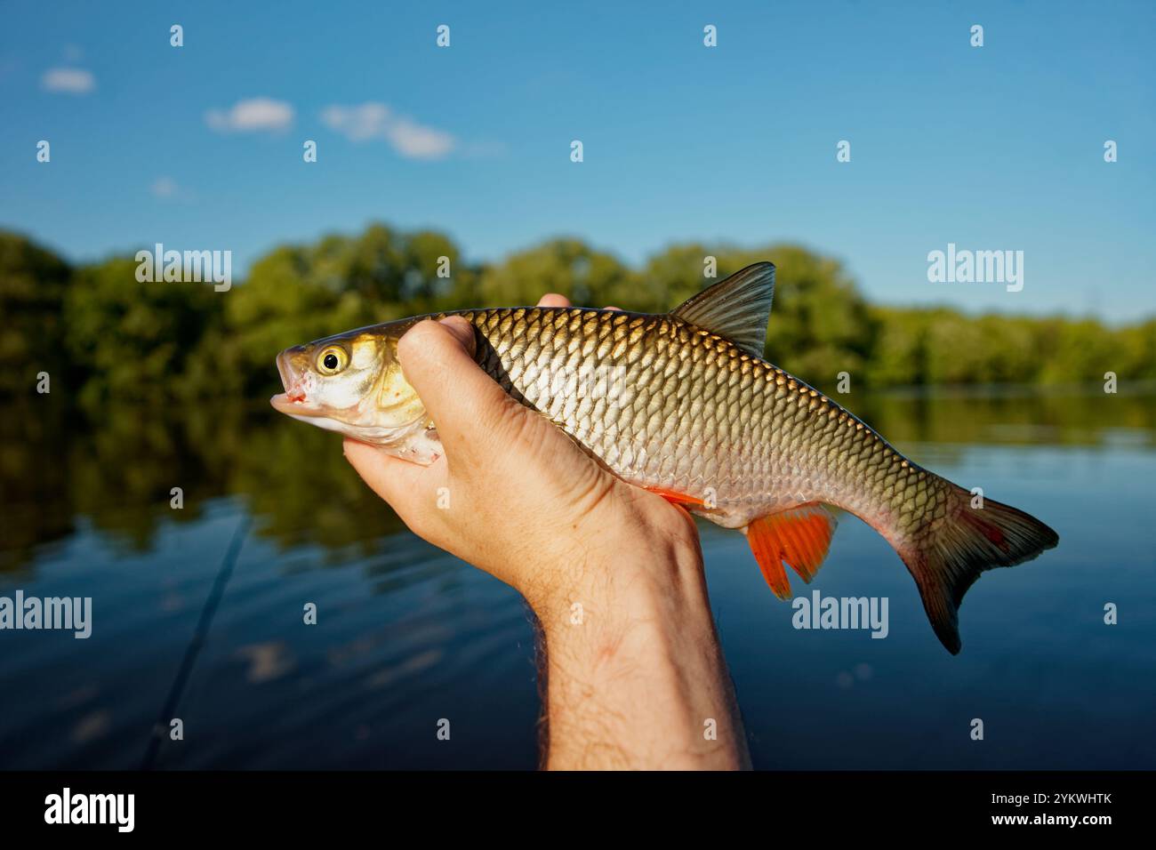 Chub in fisherman's hand, clear summer day Stock Photo - Alamy
