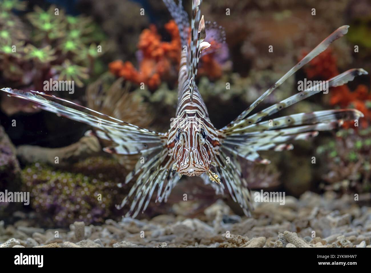 Spine cheeked anemonefish hi-res stock photography and images - Alamy