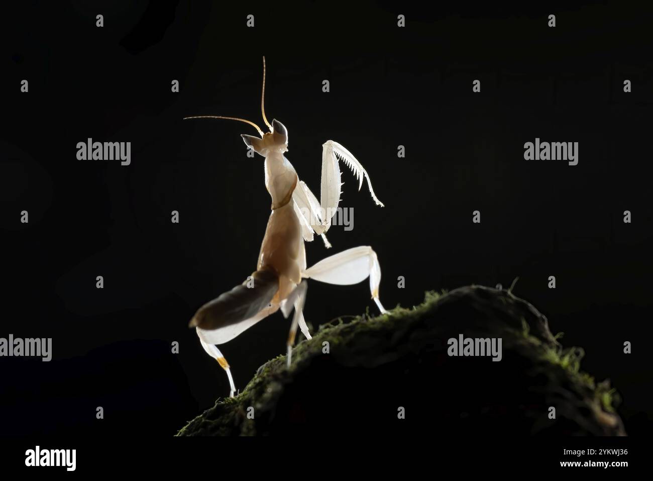 Orchid mantis with black background Stock Photo - Alamy
