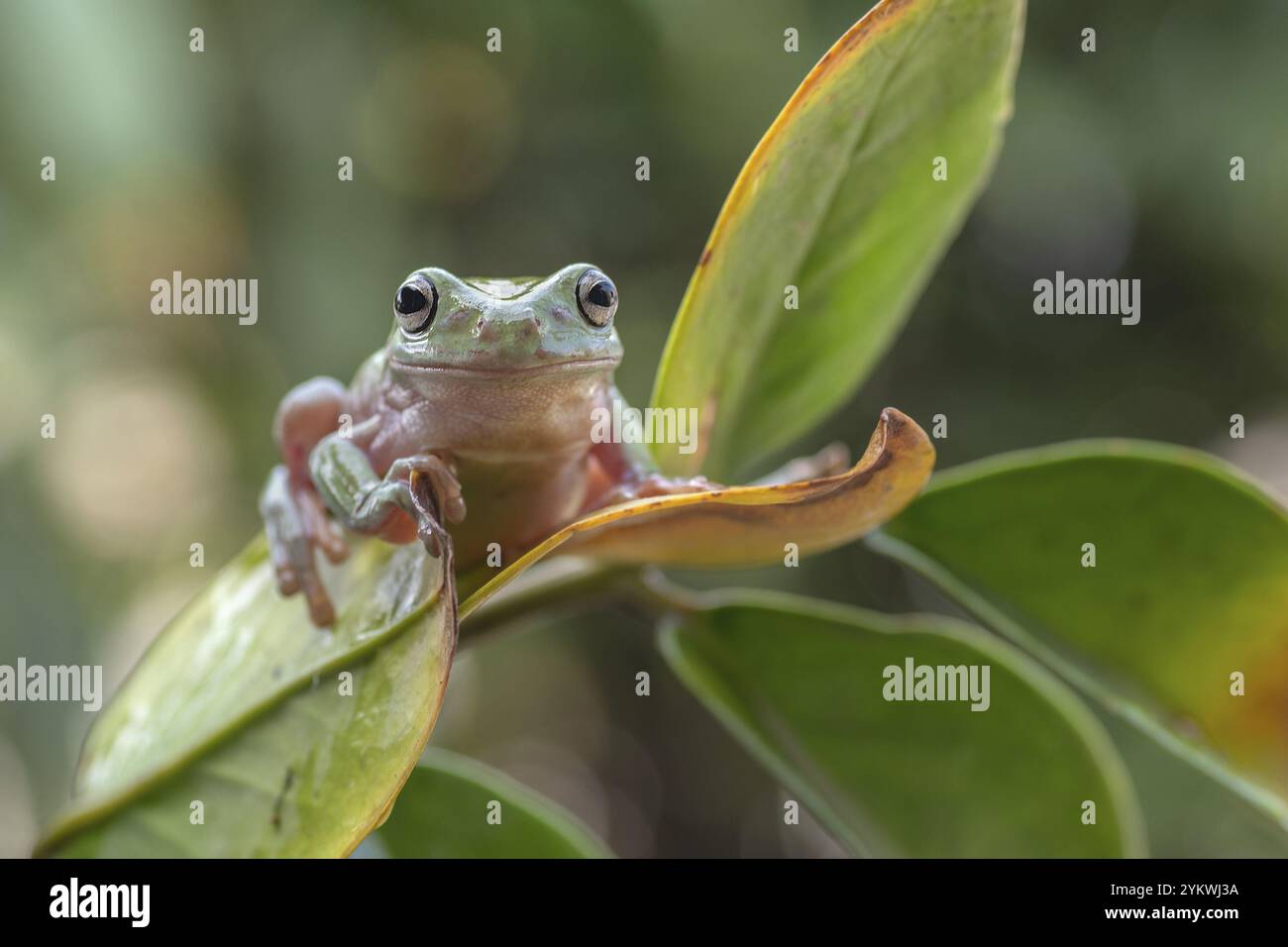 White-lipped tree frog Stock Photo - Alamy