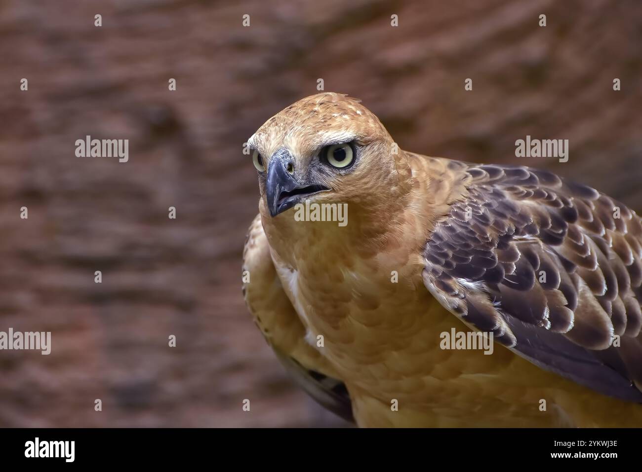 Close up photo of a changeable hawk eagle Stock Photo - Alamy
