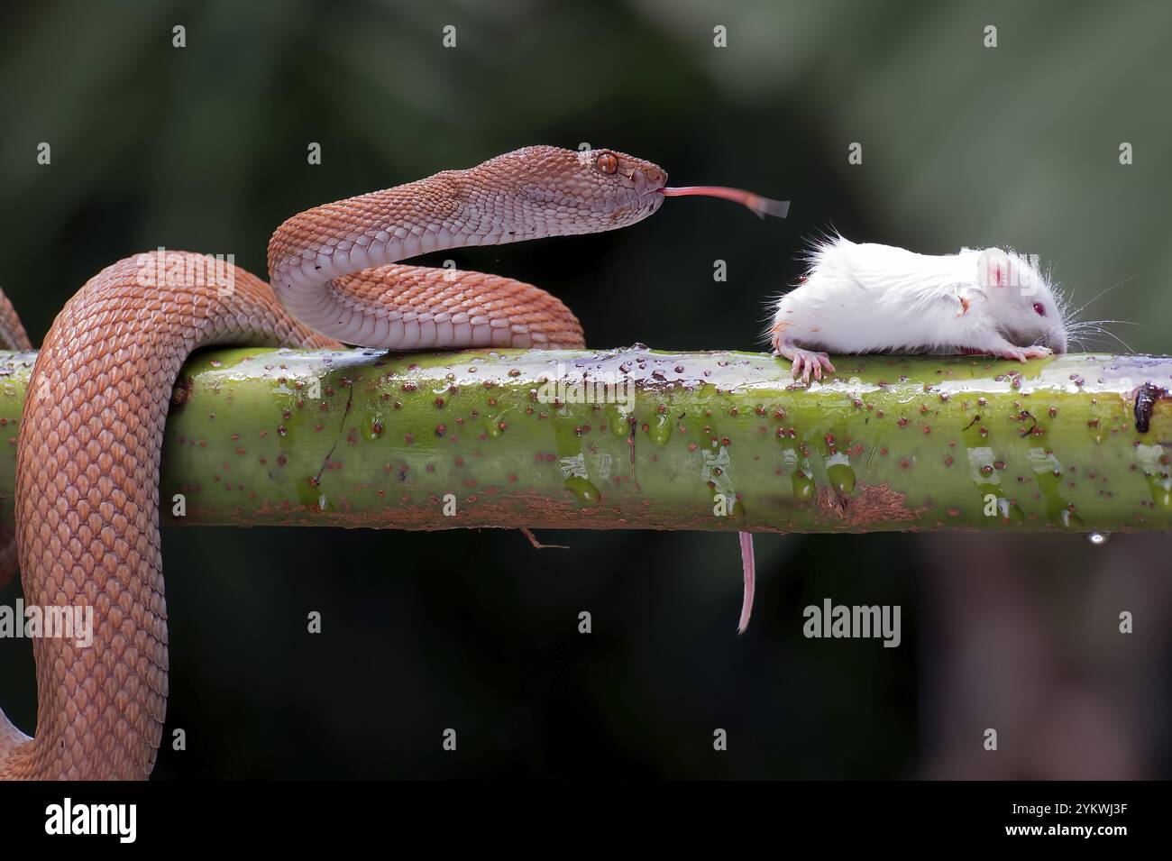 Mangrove pit viper with prey Stock Photo - Alamy