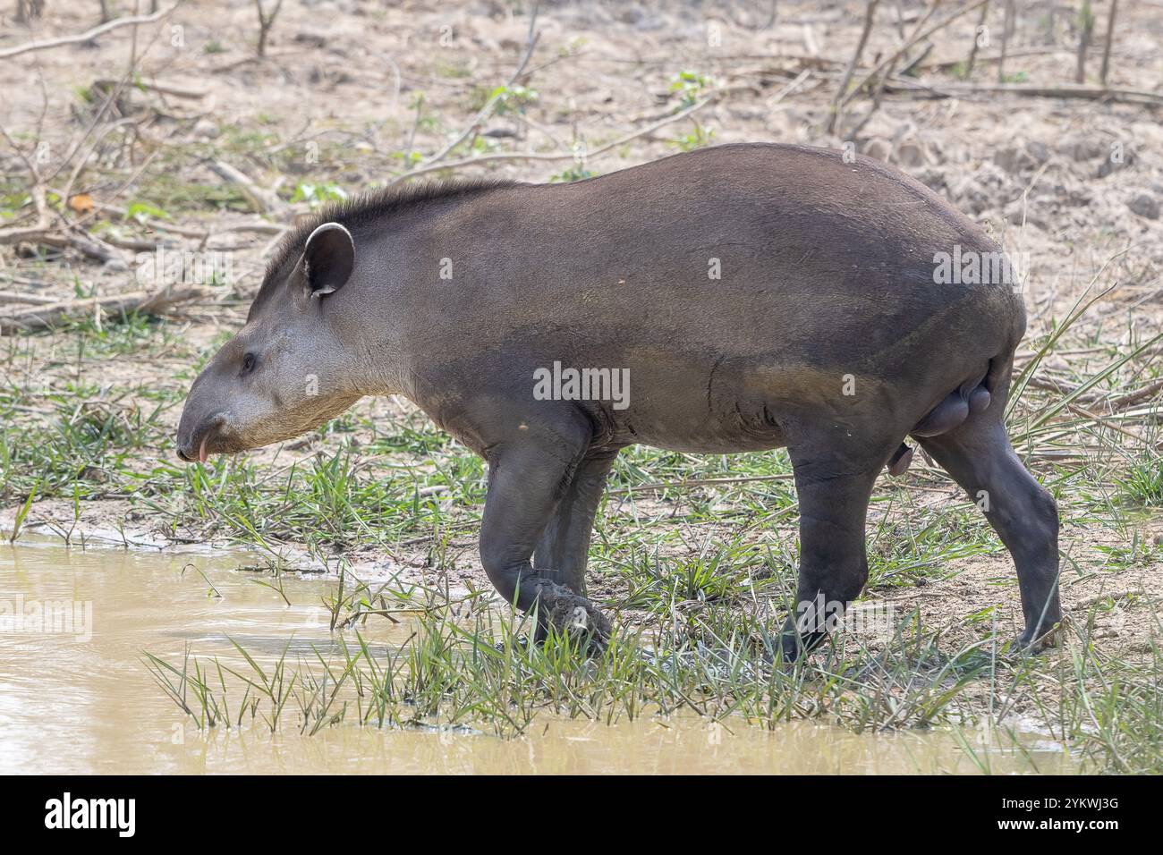 Lowland tapir (Tapirus terrestris), strides to water, Pantanal, inland, wetland, UNESCO ...