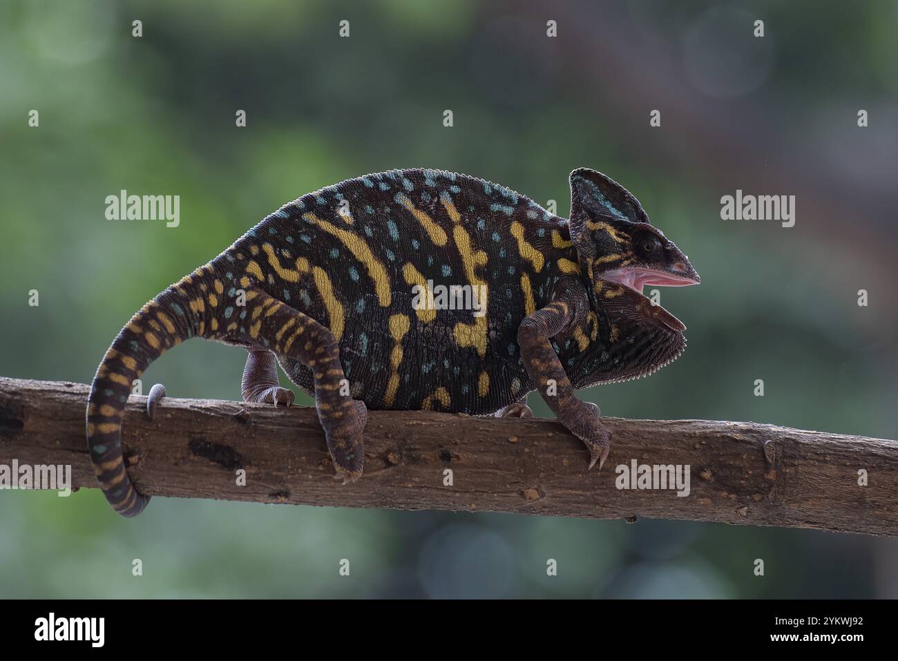 Veiled chameleon hanging on a tree Stock Photo - Alamy