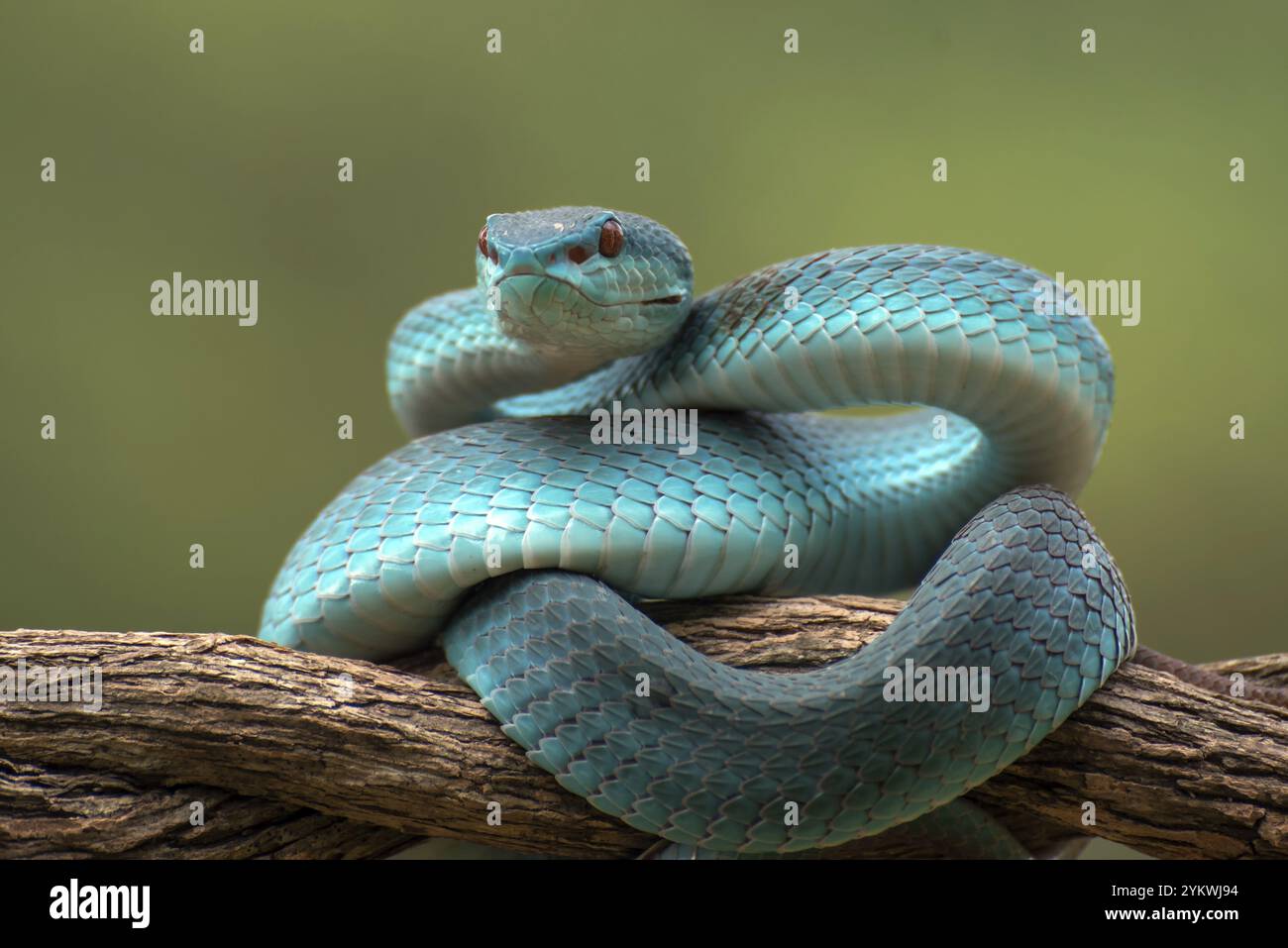 The white-lipped pit viper, is a venomous pit viper species endemic to ...