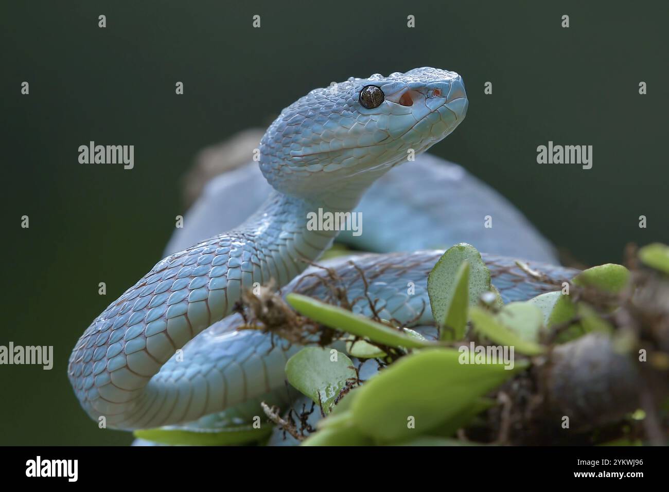 The Lesser Sunda Islands in a tree branch Stock Photo - Alamy