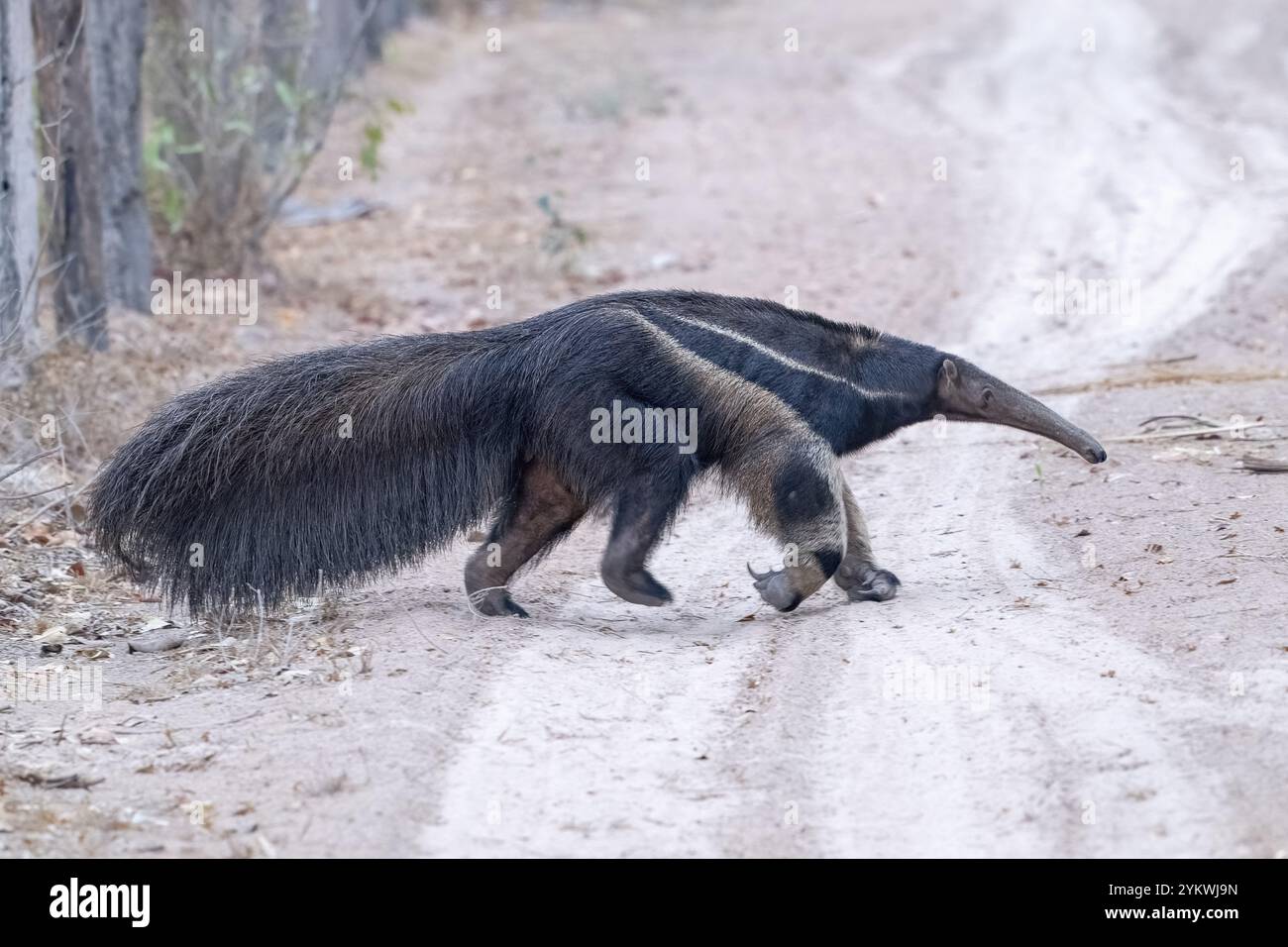 Giant anteater (Myrmecophaga tridactyla), at dusk, in front of sunrise ...