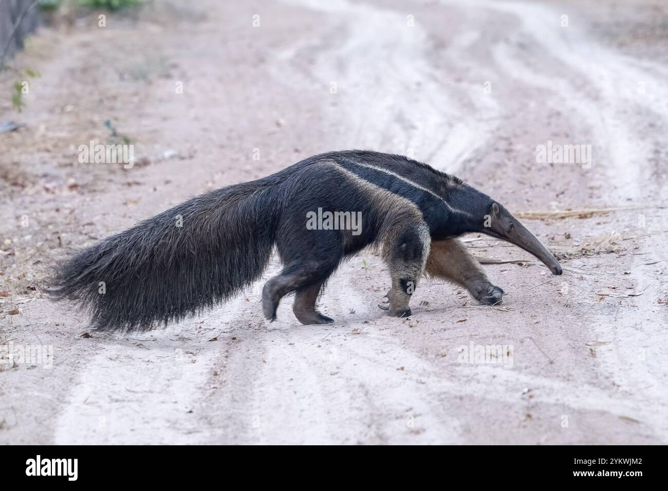Giant anteater (Myrmecophaga tridactyla), at dusk, in front of sunrise ...