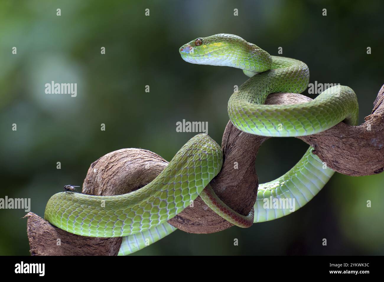 White-lipped island pit viper (Trimesurus insularis) on the tree branch ...