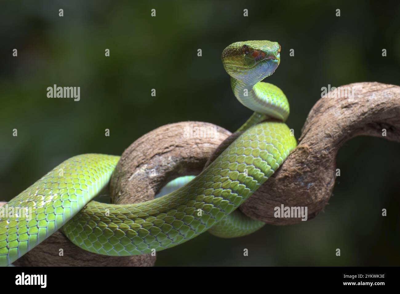 White-lipped island pit viper (Trimesurus insularis) on the tree branch ...