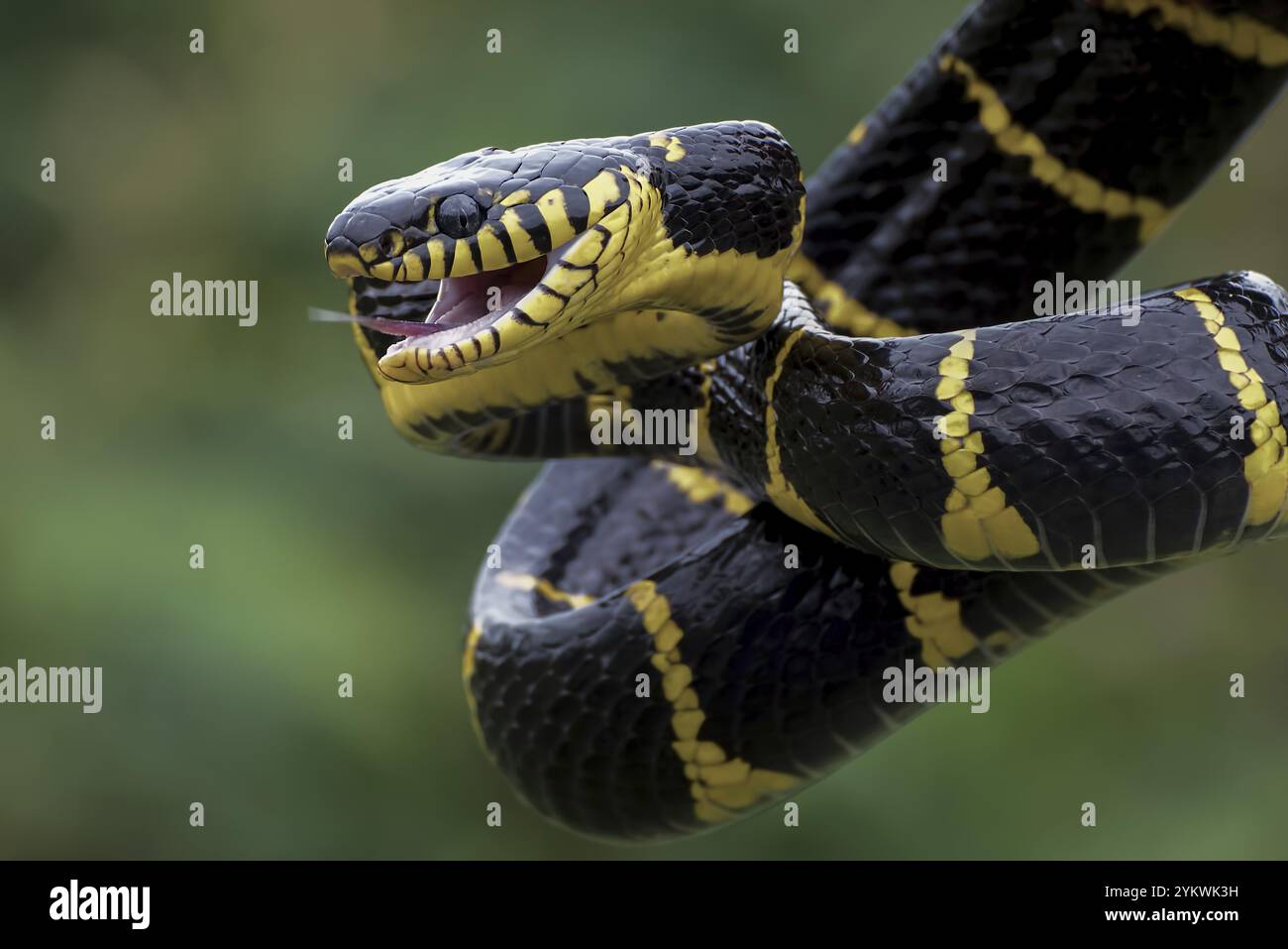 Snake attacking attacking hi-res stock photography and images - Alamy