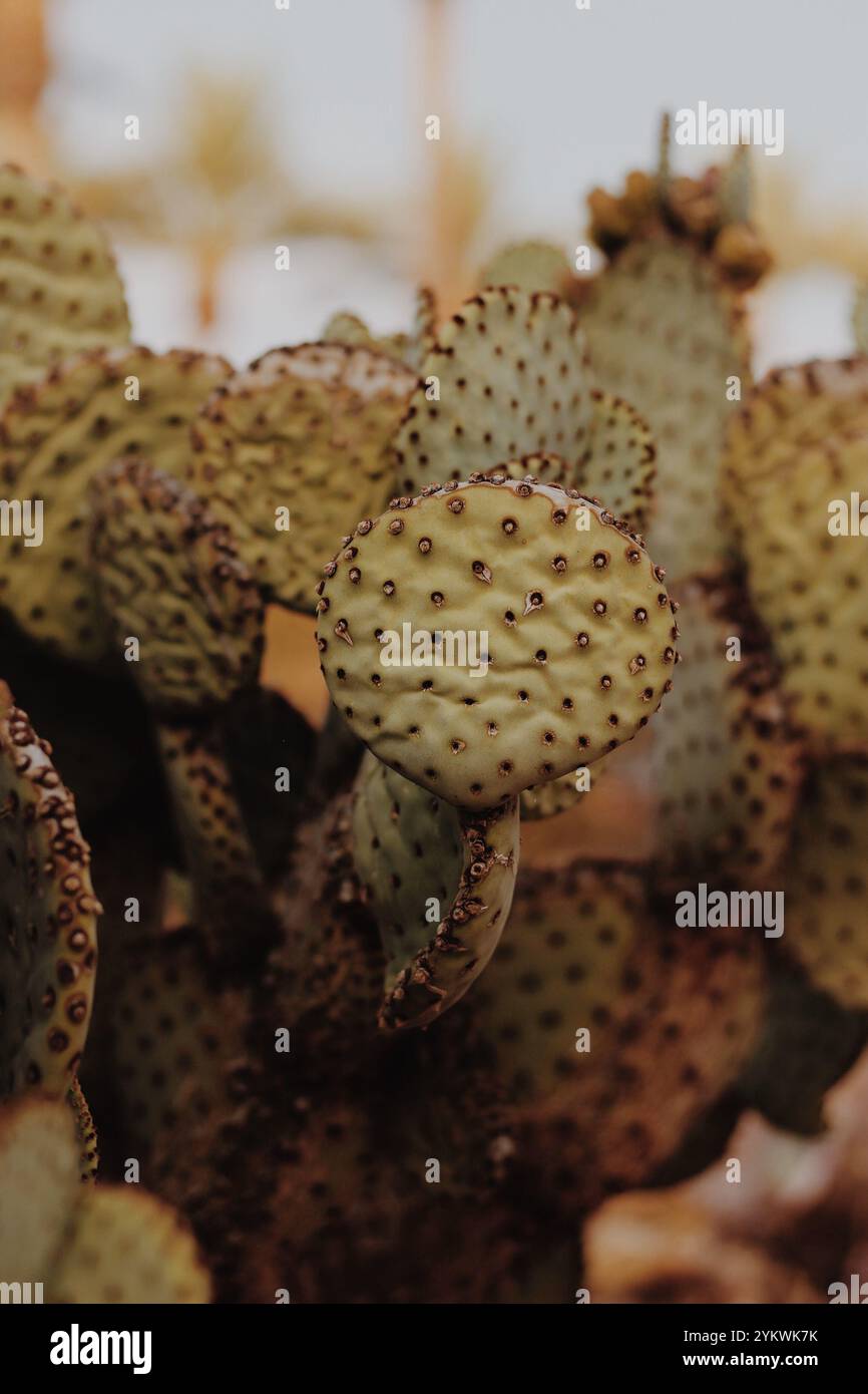 Earthy plant art hi-res stock photography and images - Alamy