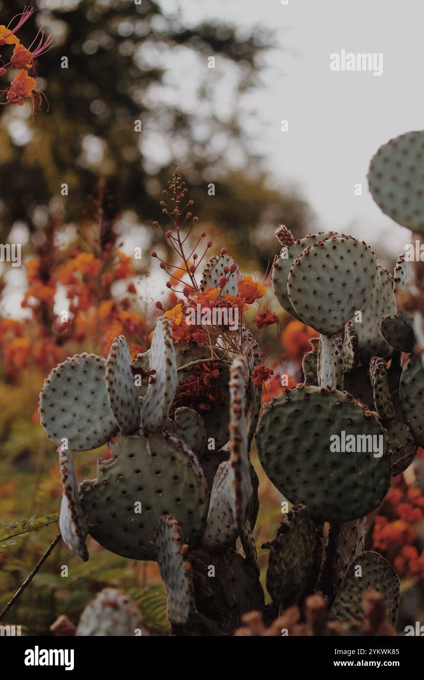 Minimalist cactus art hi-res stock photography and images - Alamy